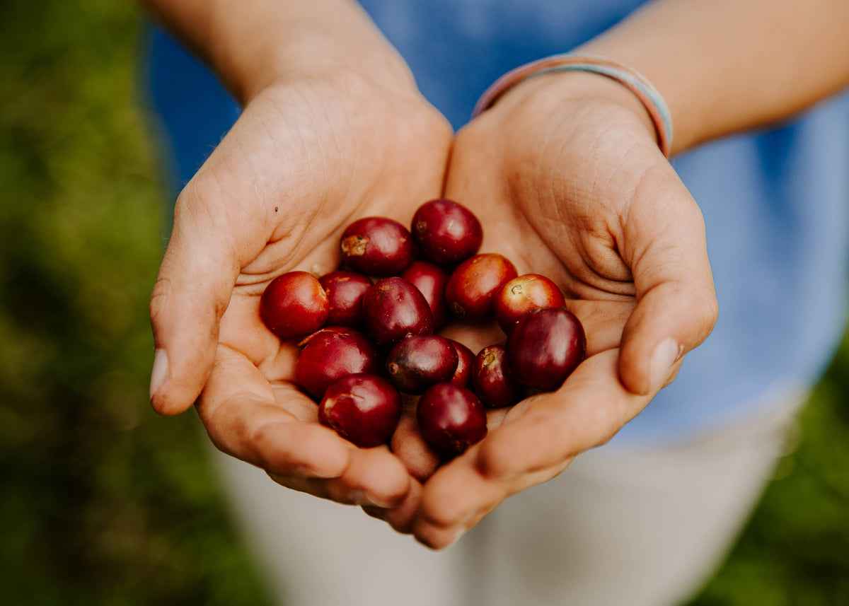 First Harvest 2020 – Kona Coffee & Tea