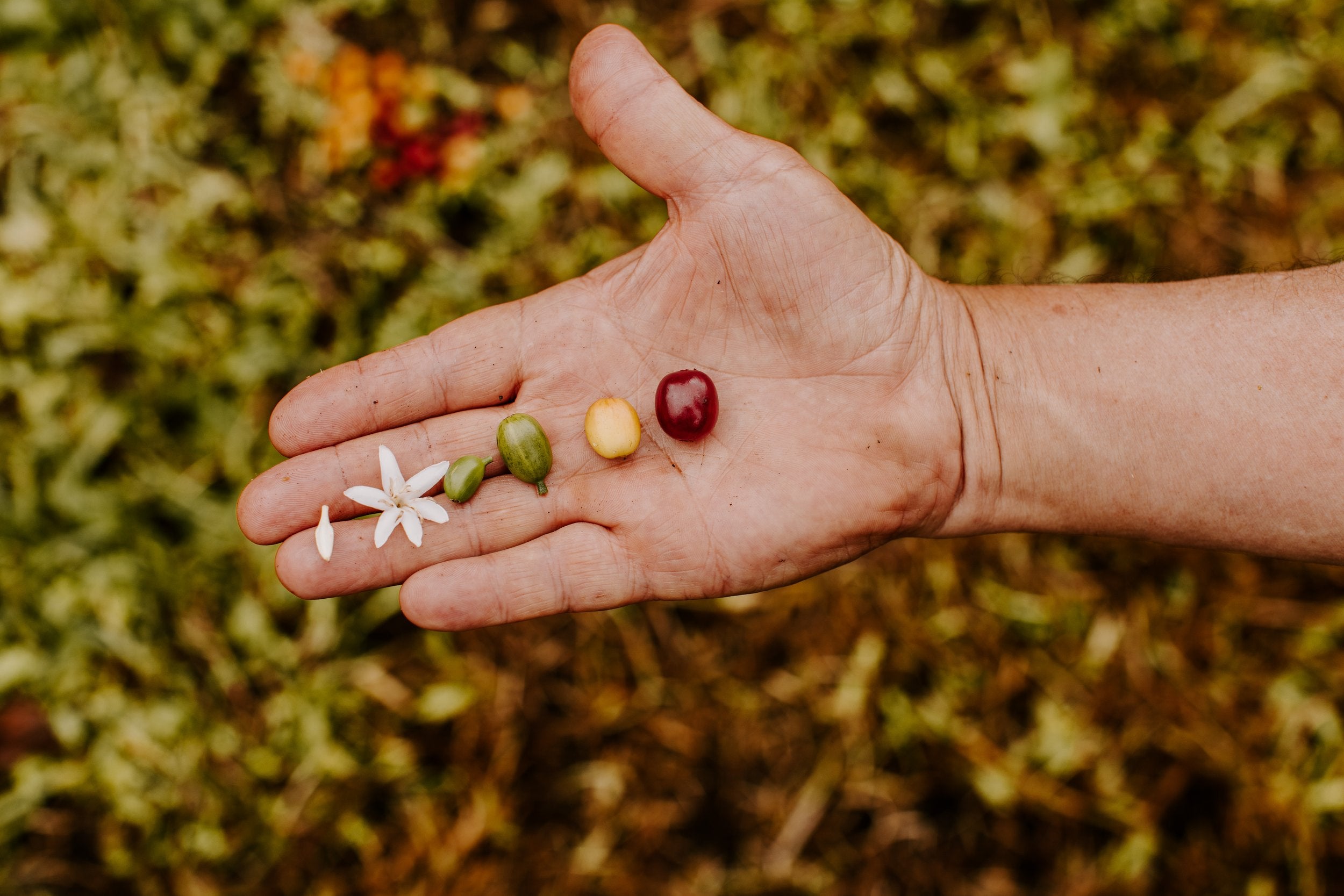 Photos From First Harvest - Rooted In Ohana – Kona Coffee & Tea