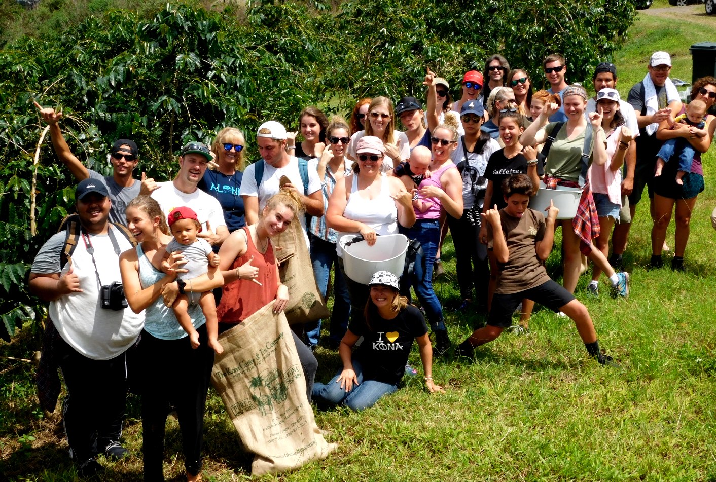 First Coffee Harvest of 2017 – Kona Coffee & Tea