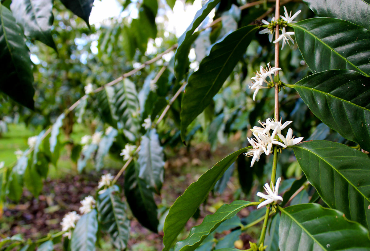 Mother Earth – Kona Coffee & Tea