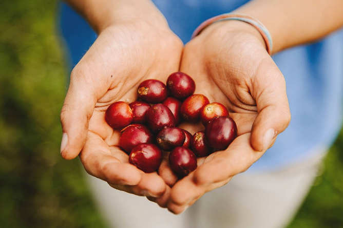 Our 6th Annual "First Harvest" - Photos From Our Farm – Kona Coffee & Tea