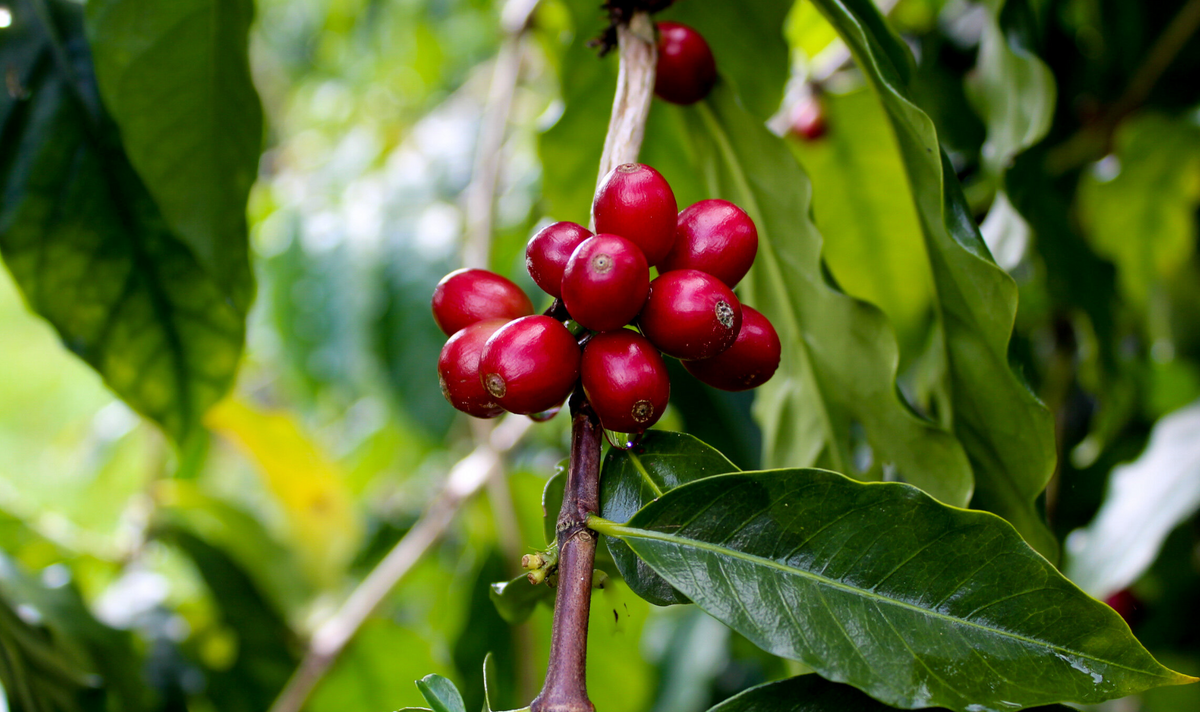 Your Guide to Peaberry Coffee – Kona Coffee & Tea
