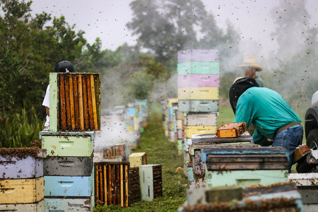 What's Buzzing at the Farm's Beehives – Kona Coffee & Tea