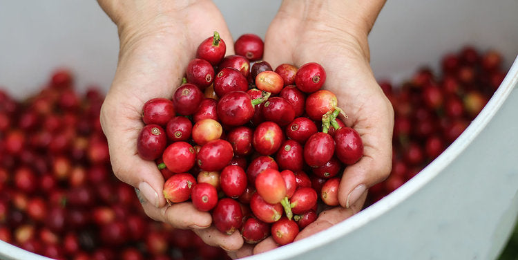 Our Story – Kona Coffee & Tea